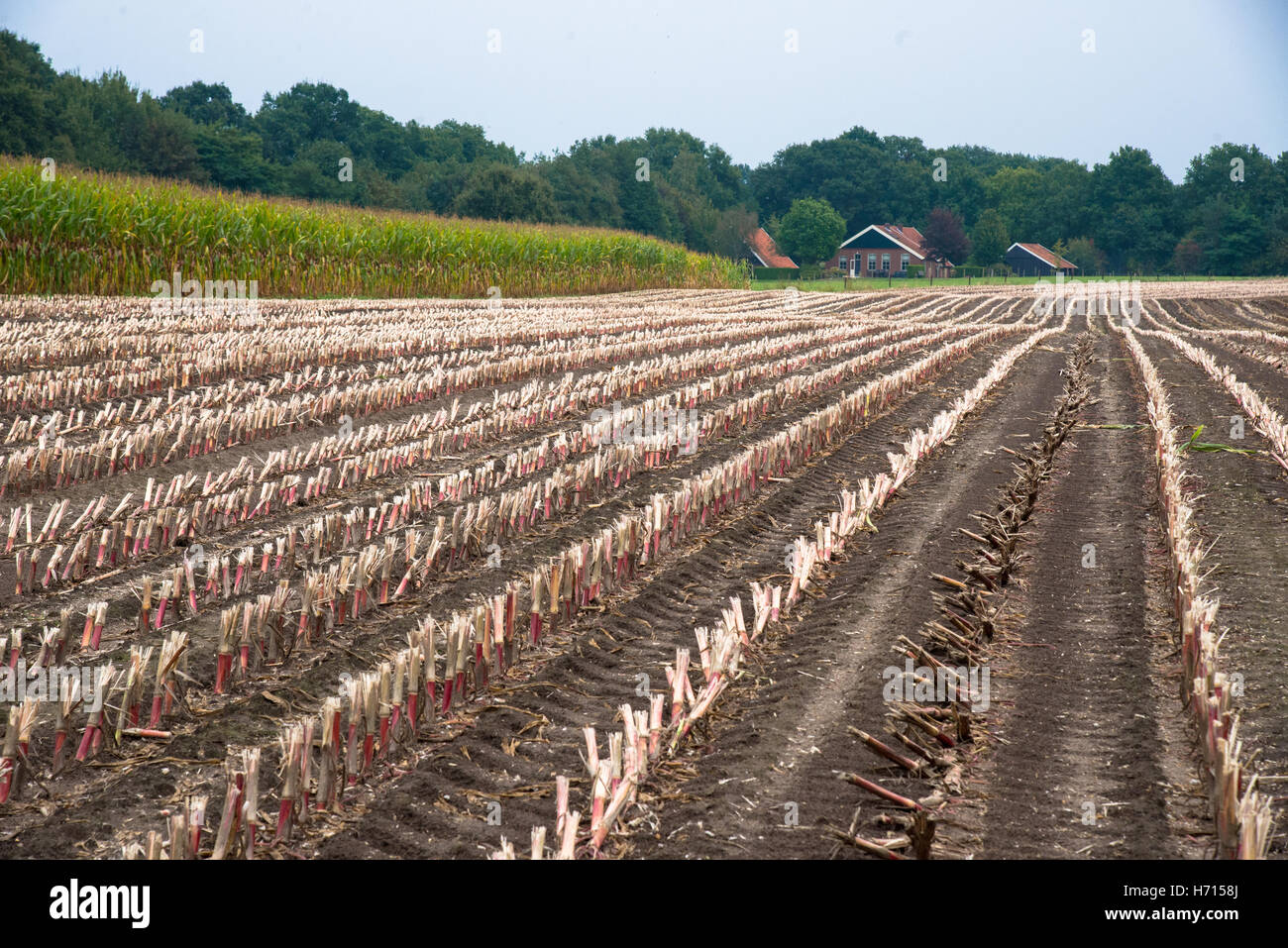 field with corn and cut plants Stock Photo - Alamy