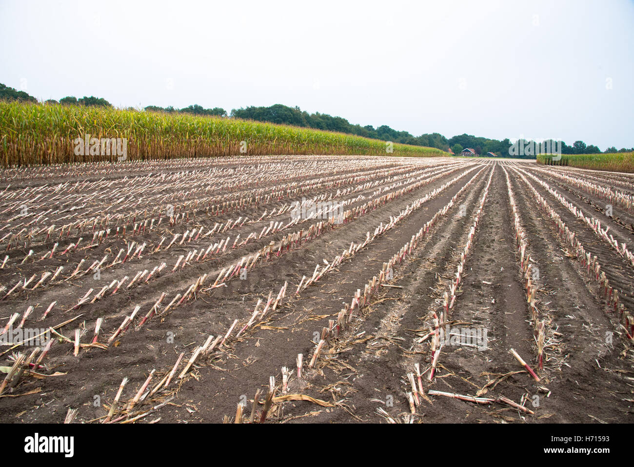 field with corn and cut plants Stock Photo - Alamy