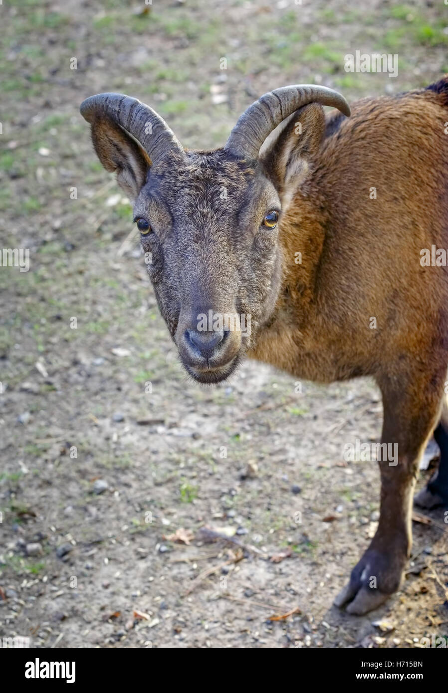 Capra caucasica is walking on the grassland Stock Photo - Alamy
