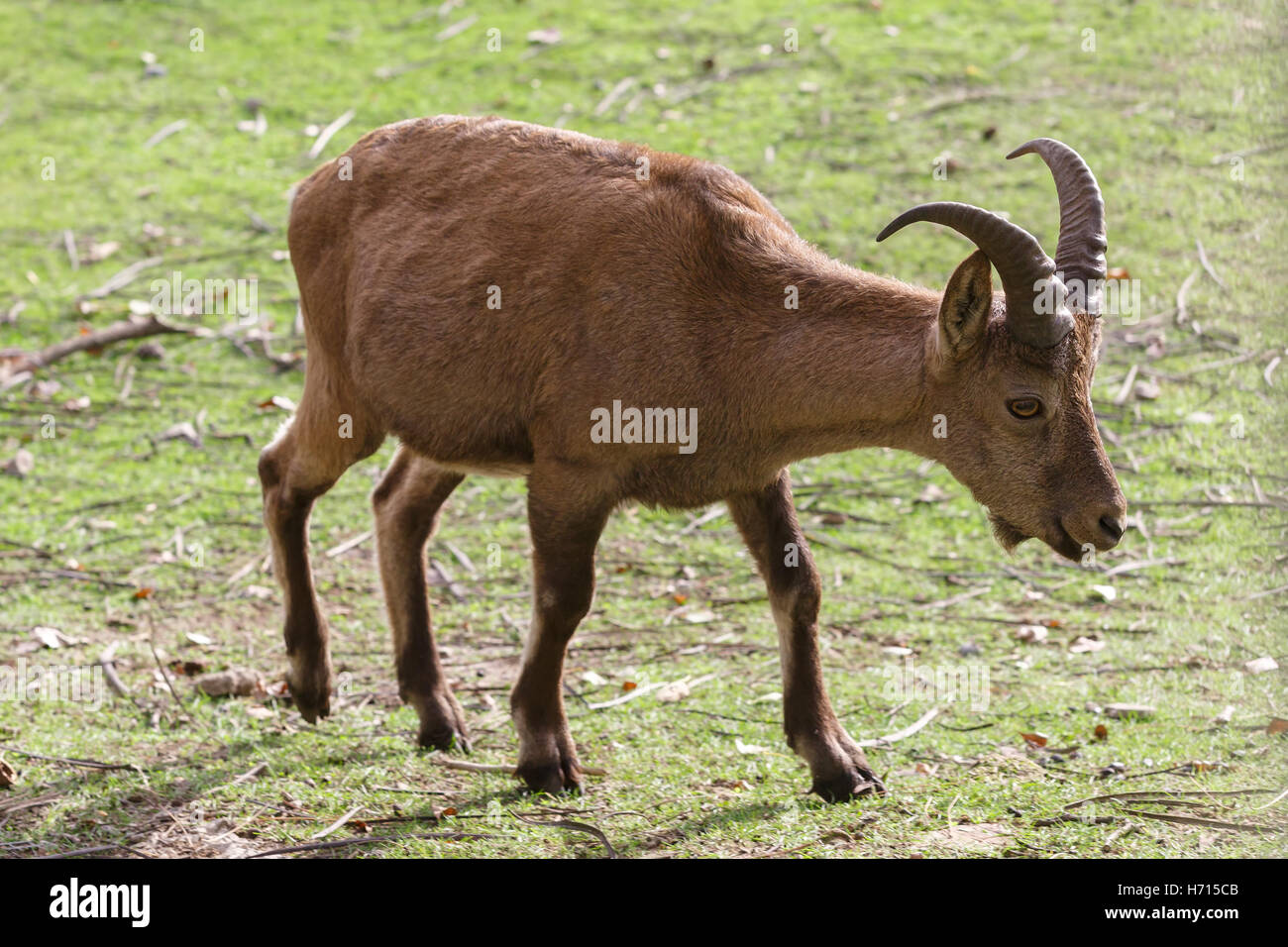 Capra caucasica is walking on the grassland Stock Photo - Alamy