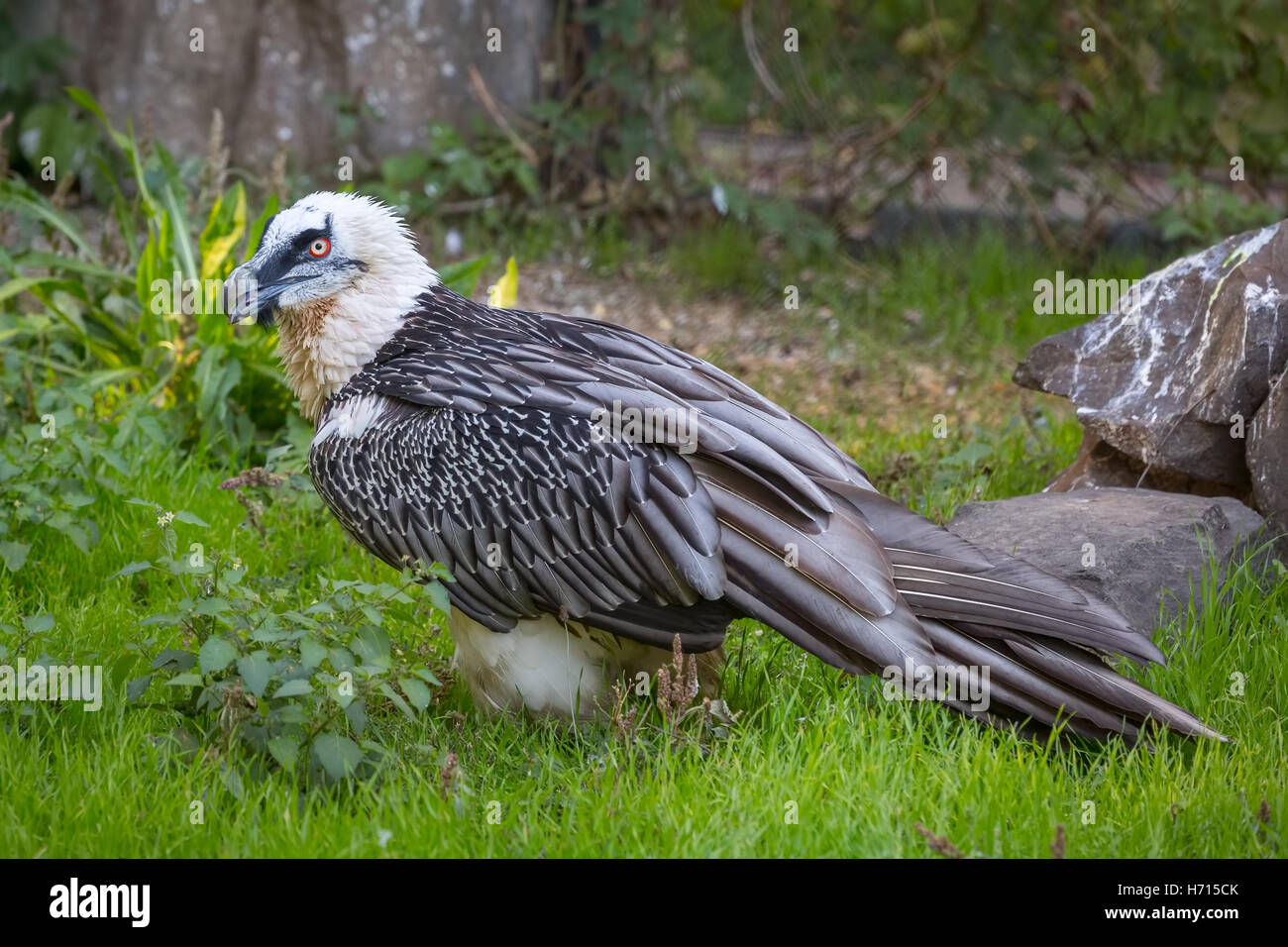 Bearded eagle hi-res stock photography and images - Alamy