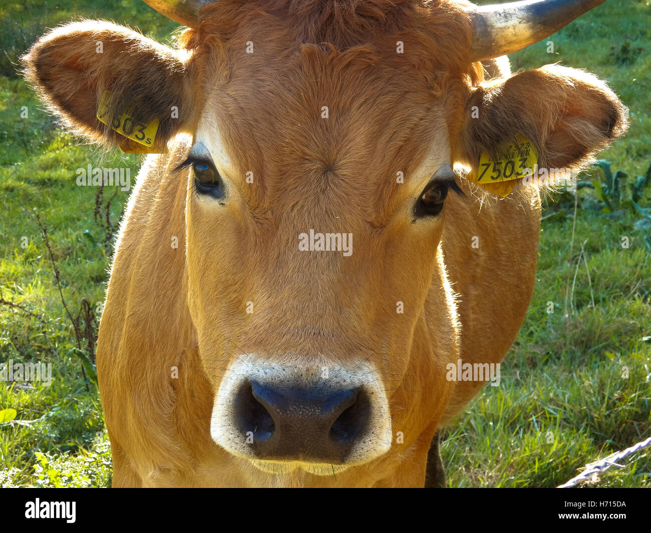 head of friesian calf with eartag Stock Photo - Alamy