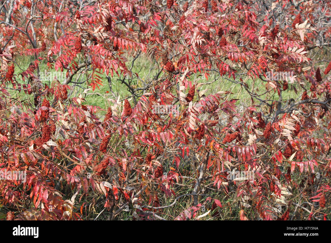 Staghorn Sumac, red fall/autumn colored leaves. With red fruit filled ...