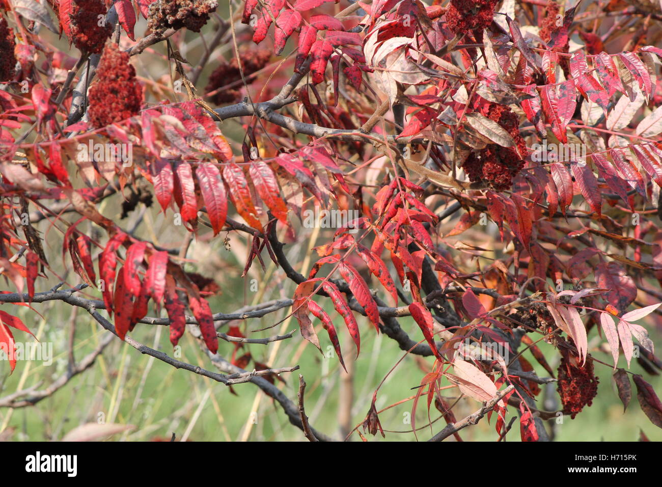 Staghorn Sumac, red fall/autumn colored leaves. With red fruit filled ...