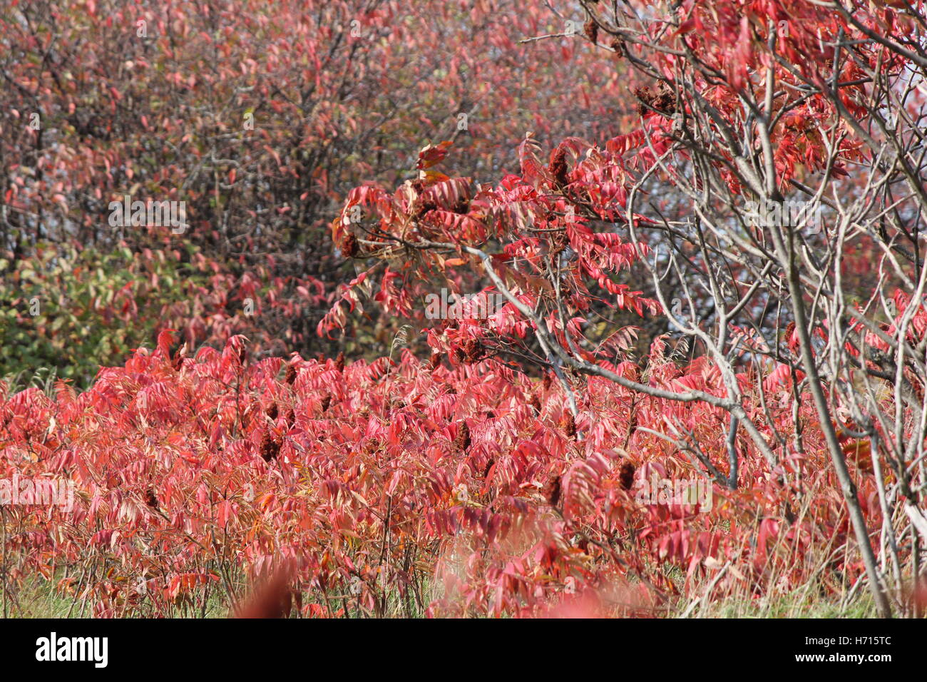 Staghorn sumac hi-res stock photography and images - Alamy