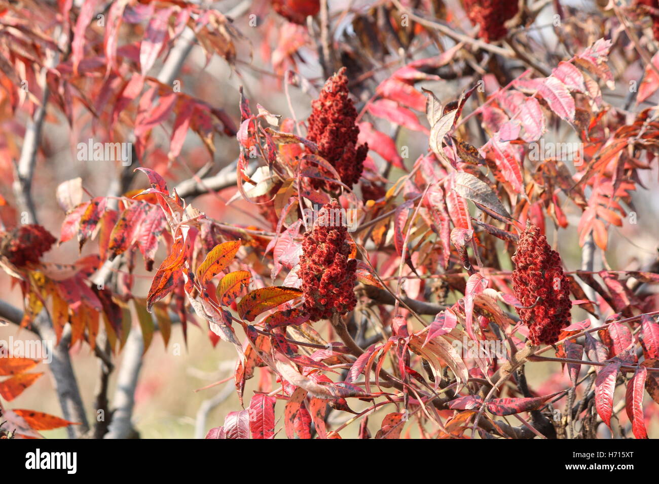 Staghorn Sumac, red fall/autumn colored leaves. With red fruit filled ...