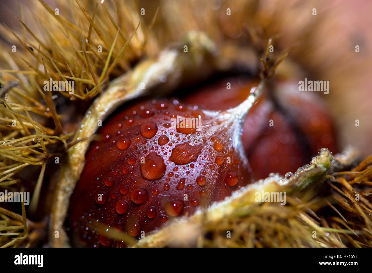 horse chestnut in fall Stock Photo - Alamy