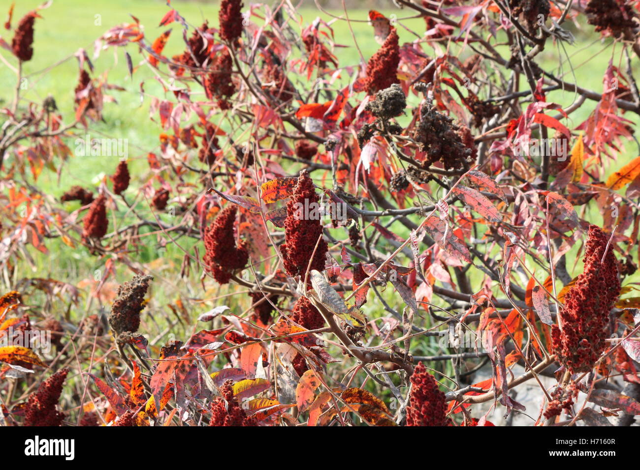 Staghorn Sumac, red fall/autumn colored leaves. With red fruit filled ...