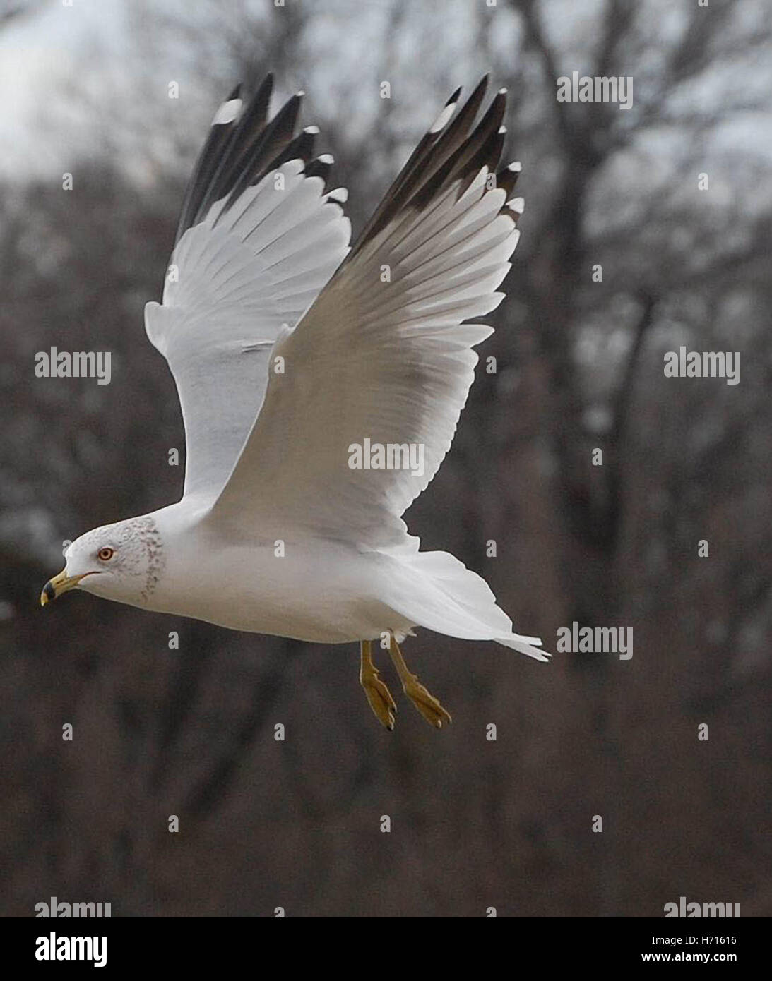 A bird coming in for the landing Stock Photo - Alamy