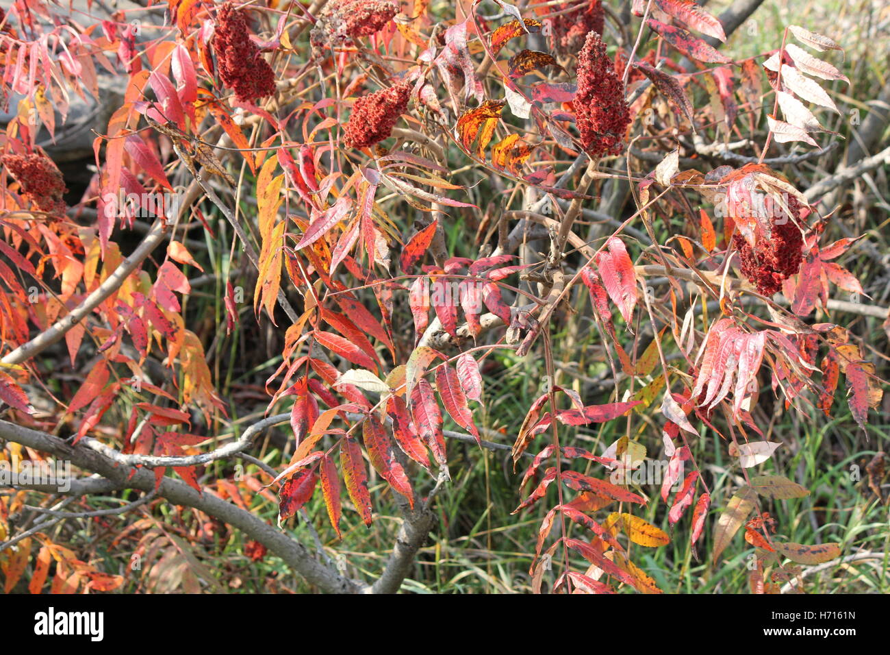 Staghorn Sumac, red fall/autumn colored leaves. With red fruit filled ...