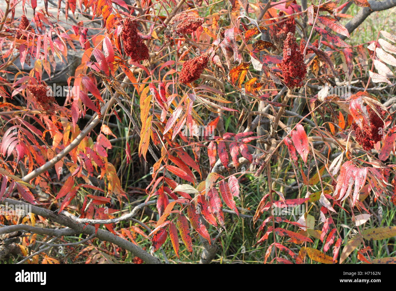 Staghorn Sumac, red fall/autumn colored leaves. With red fruit filled ...