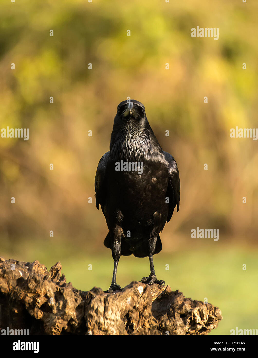 corvus corax, raven Stock Photo - Alamy