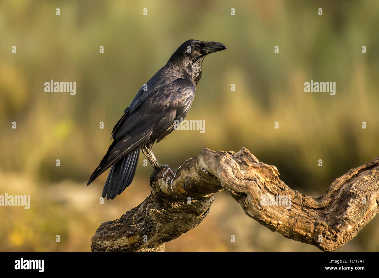 corvus corax, raven Stock Photo - Alamy