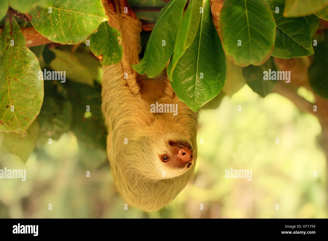 Sloth hanging from tree hi-res stock photography and images - Alamy