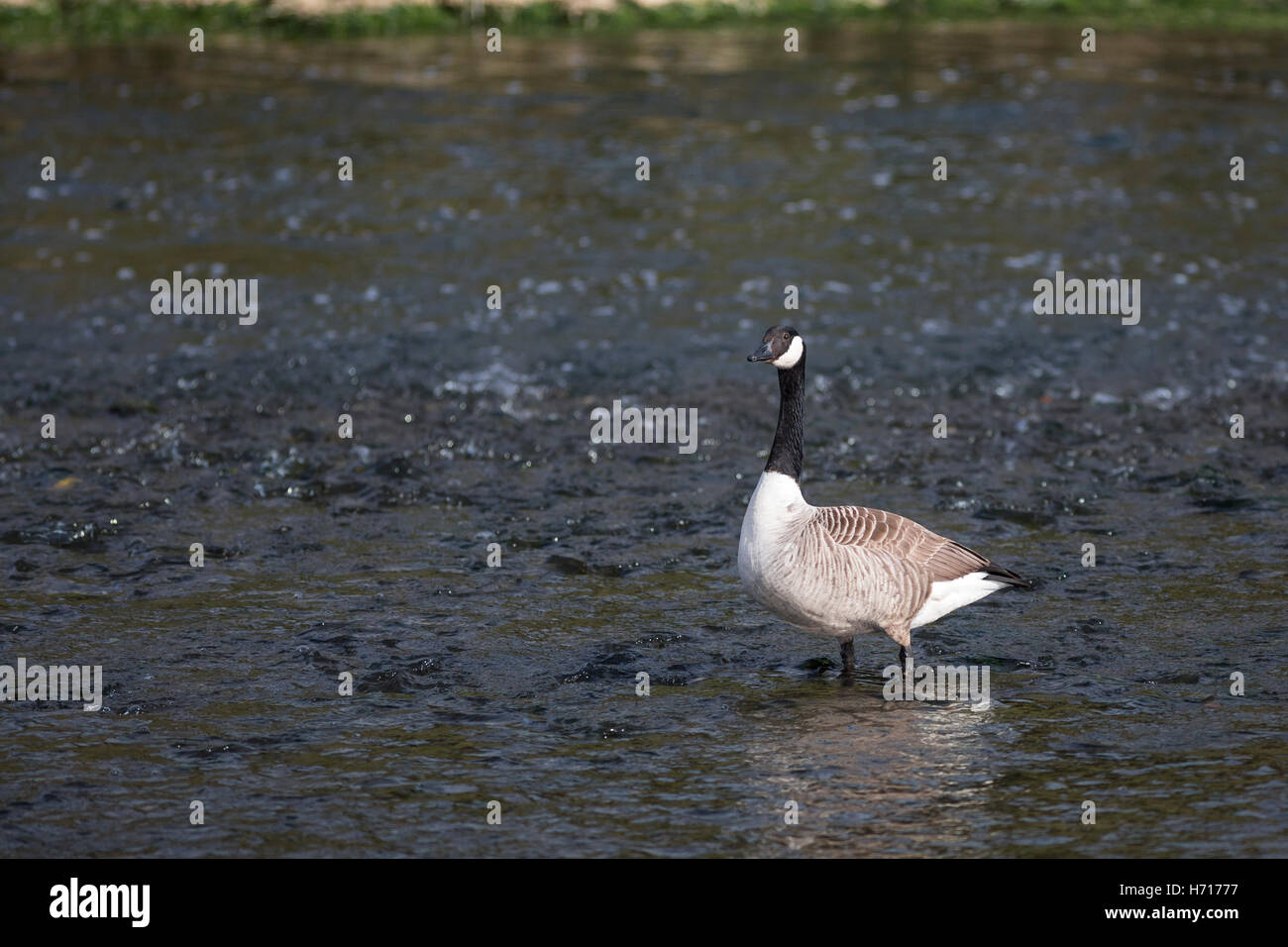 Goose in river hi-res stock photography and images - Alamy