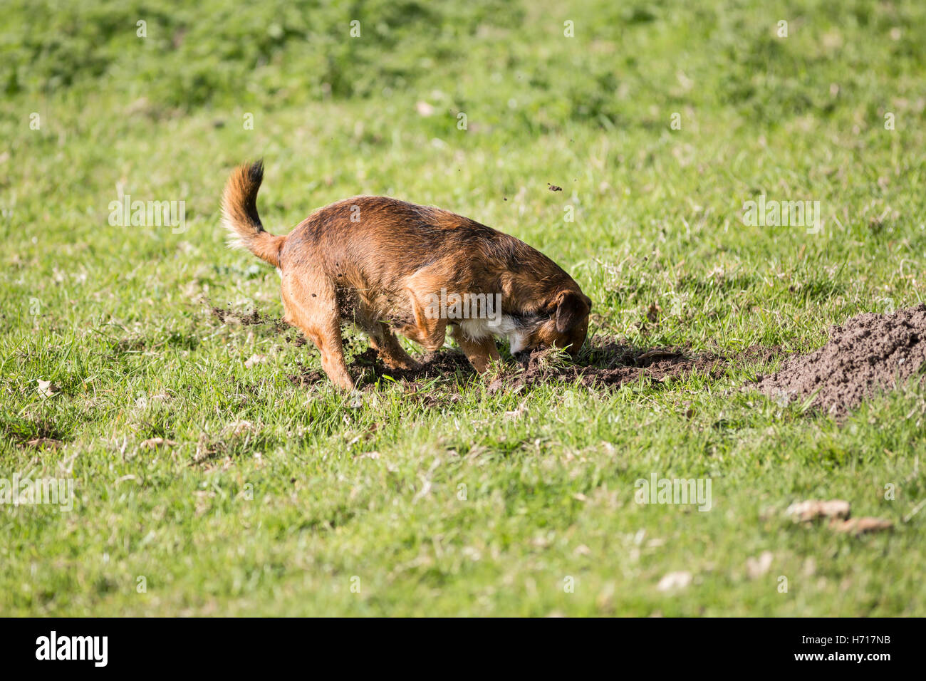 Border terrier cross dog digging molehill Stock Photo - Alamy