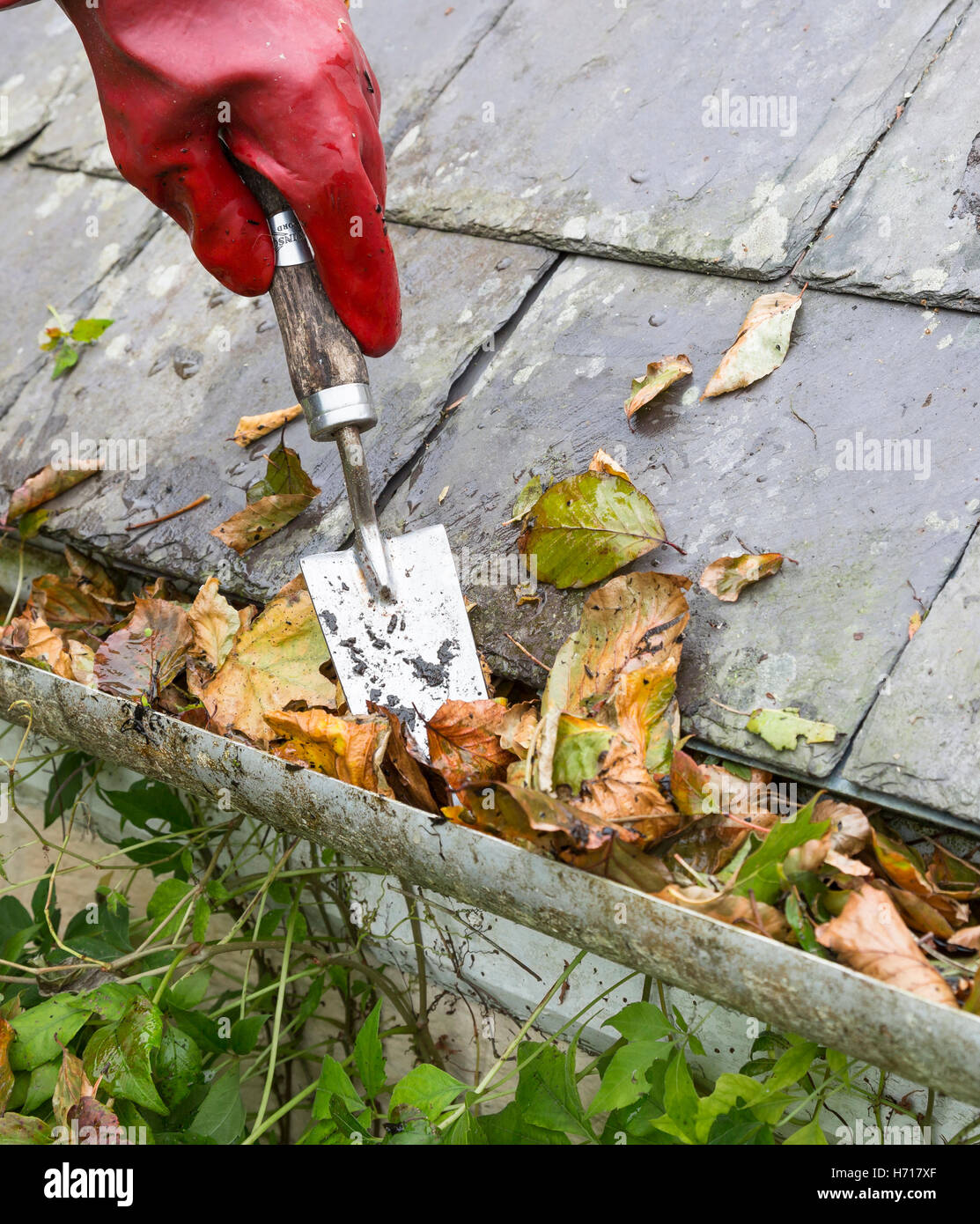 cleaning gutter blocked with leaves Stock Photo - Alamy