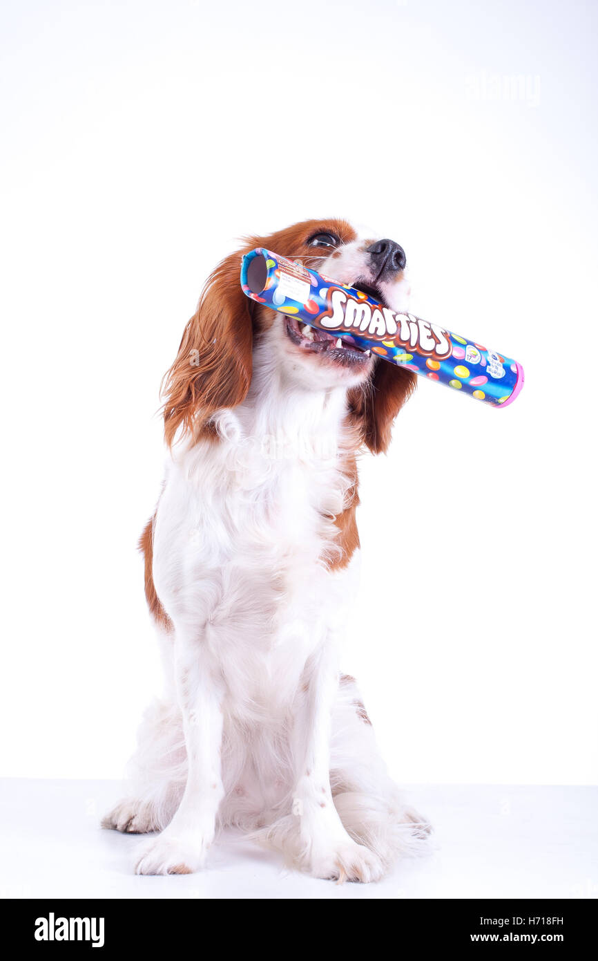 Dog with chocolate. Dog with smarties. King charles spaniel studio ...