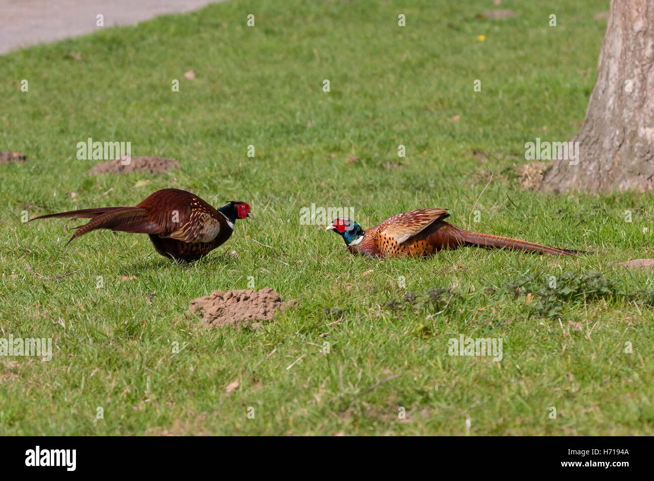Male pheasant fighting hi-res stock photography and images - Alamy