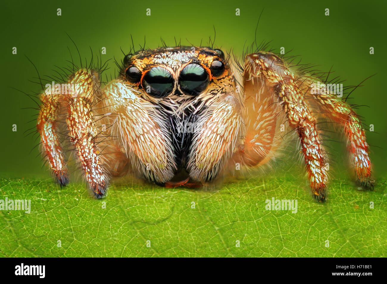 Extreme sharp and detailed portrait of polish jumping spider macro on ...