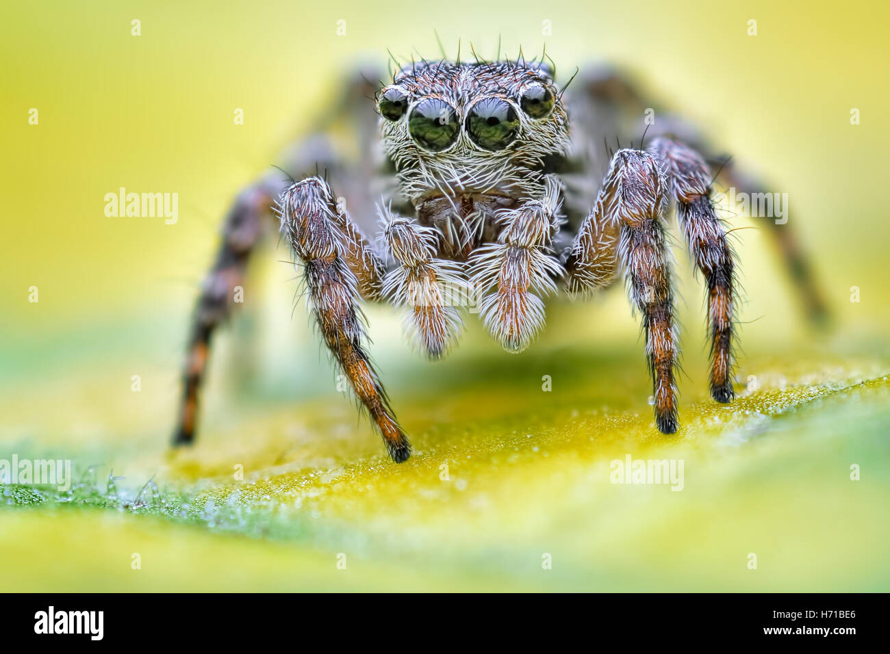 Extreme sharp and detailed portrait of polish jumping spider macro on ...
