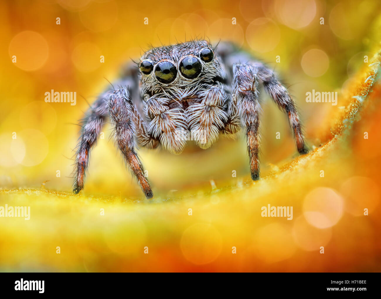 Extreme sharp and detailed portrait of polish jumping spider macro with ...