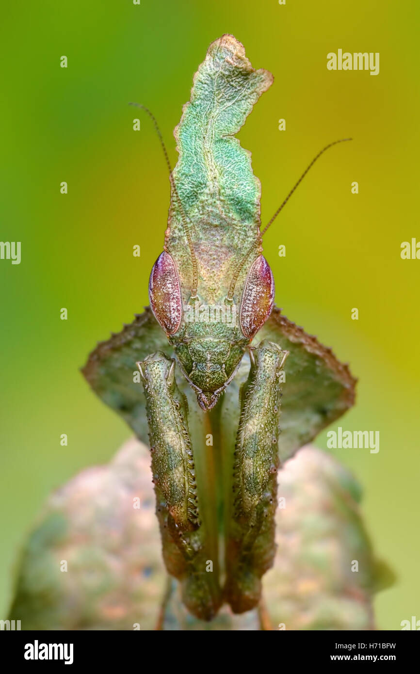 Amazing green Phyllocrania Paradoxa mantis portrait macro Stock Photo ...