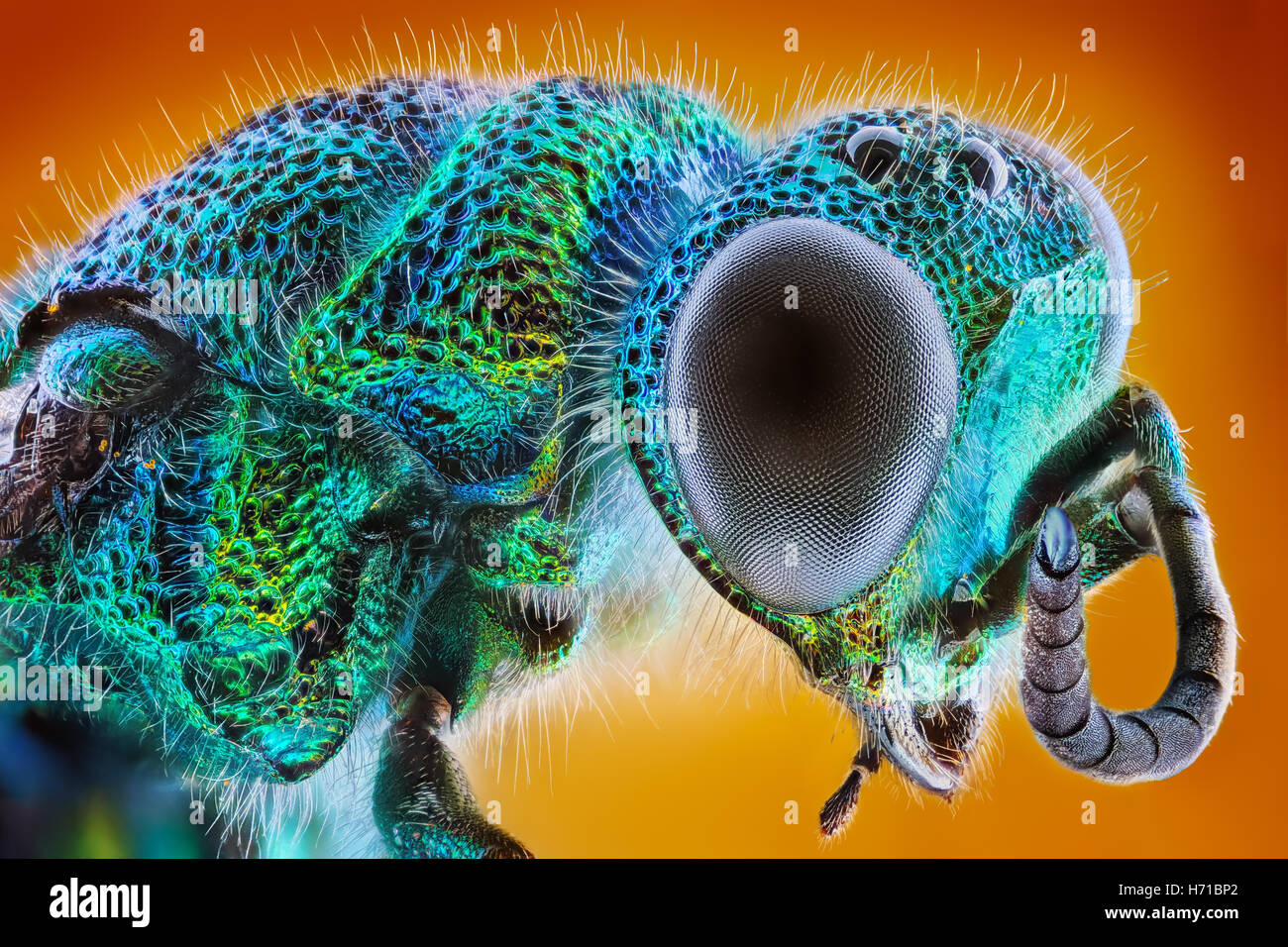 Chrysis fulgida hi-res stock photography and images - Alamy