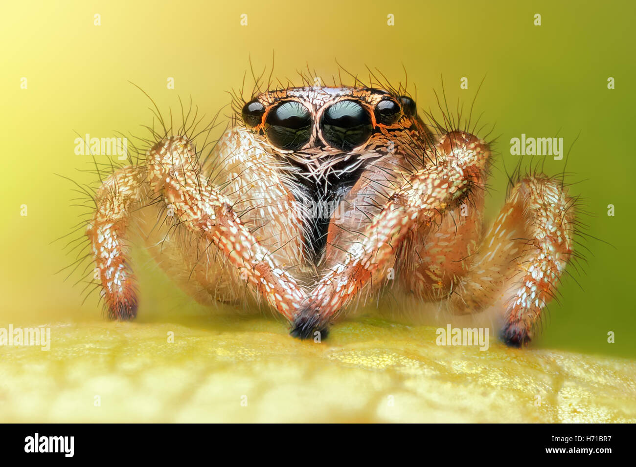 Salticus scenicus jumping spider macro Stock Photo - Alamy