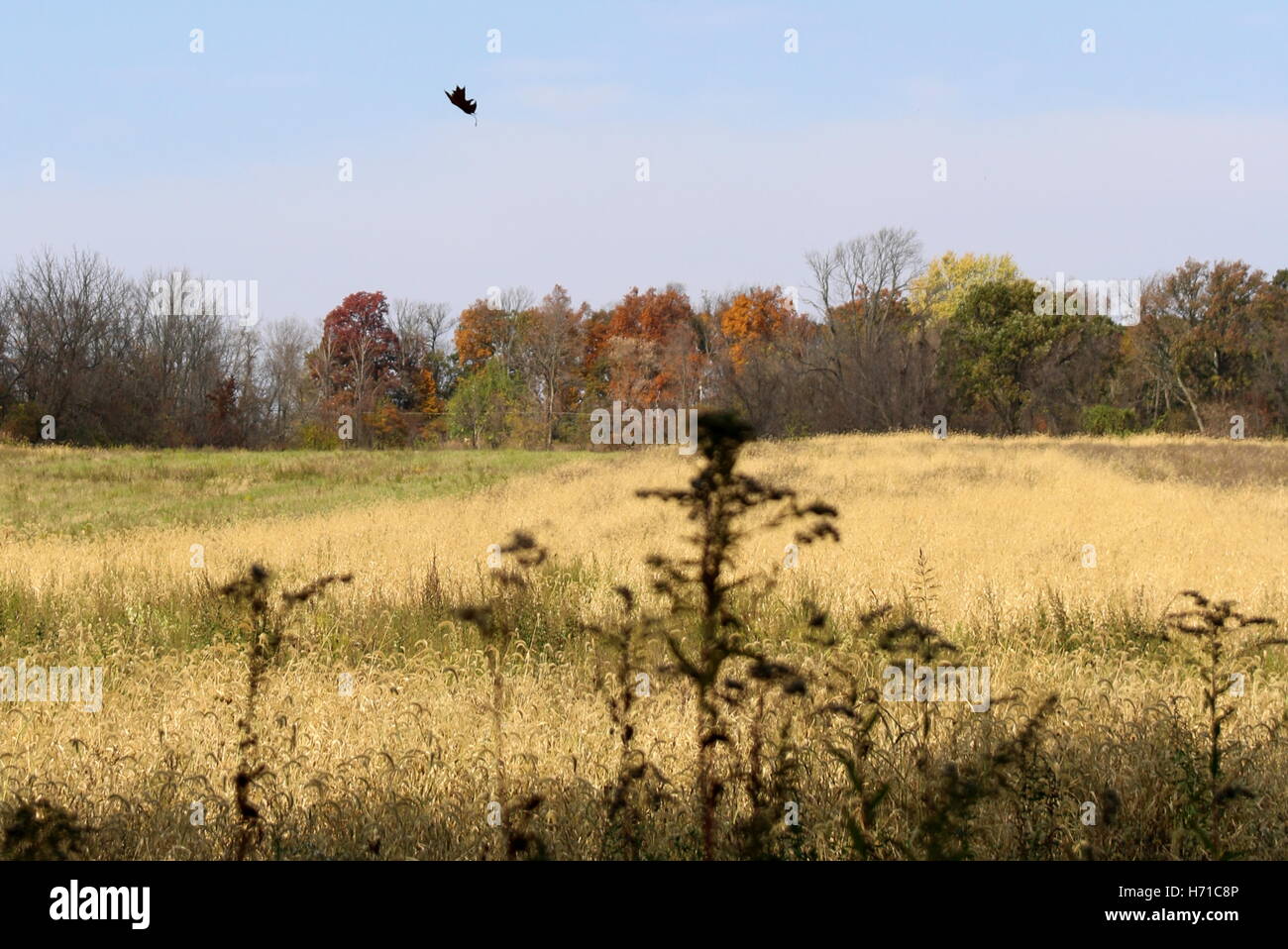 The falling leaf Stock Photo - Alamy
