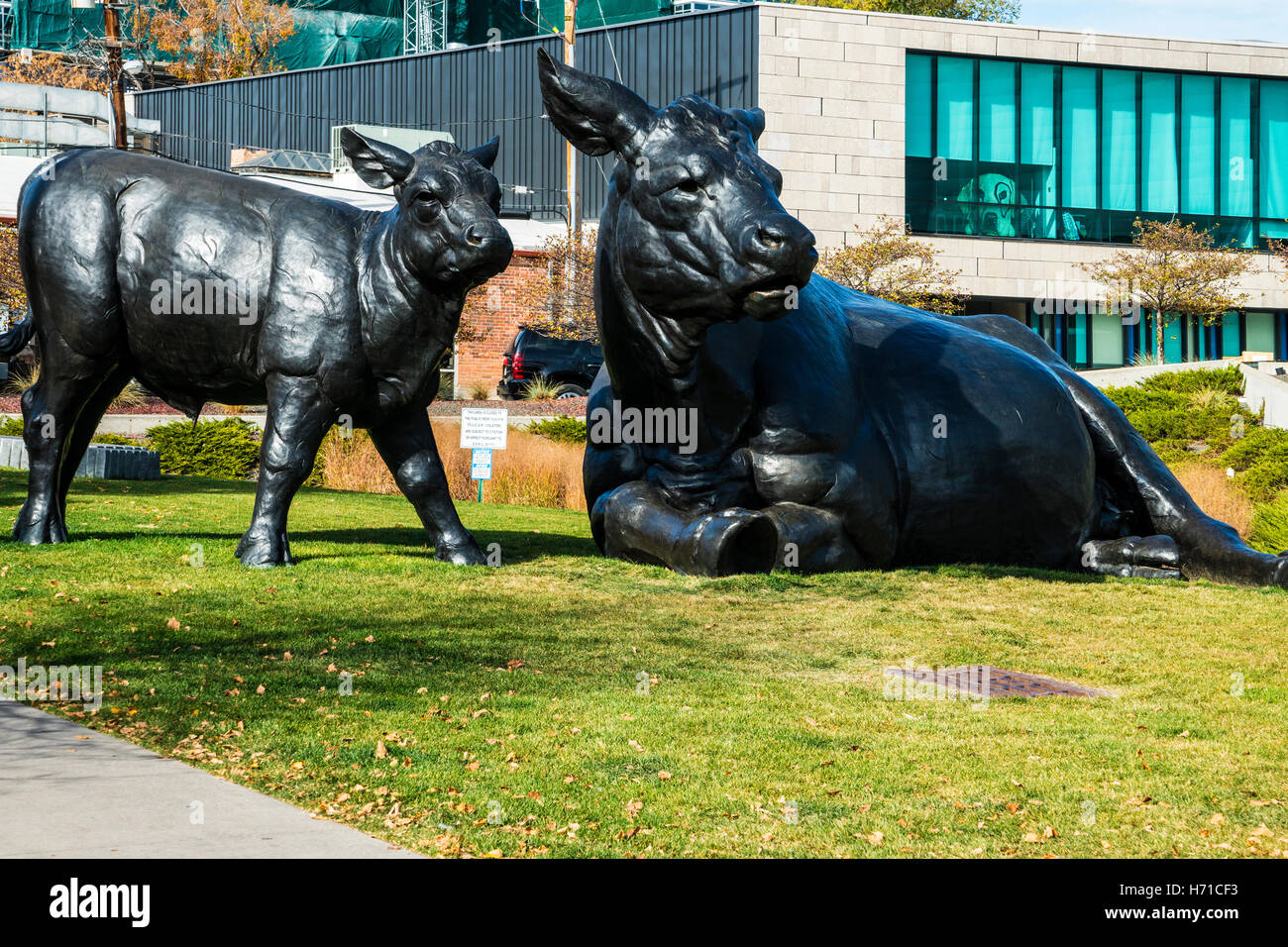 Black sculpture of Scottish Angus Cow and Calf adjacent to the Denver ...