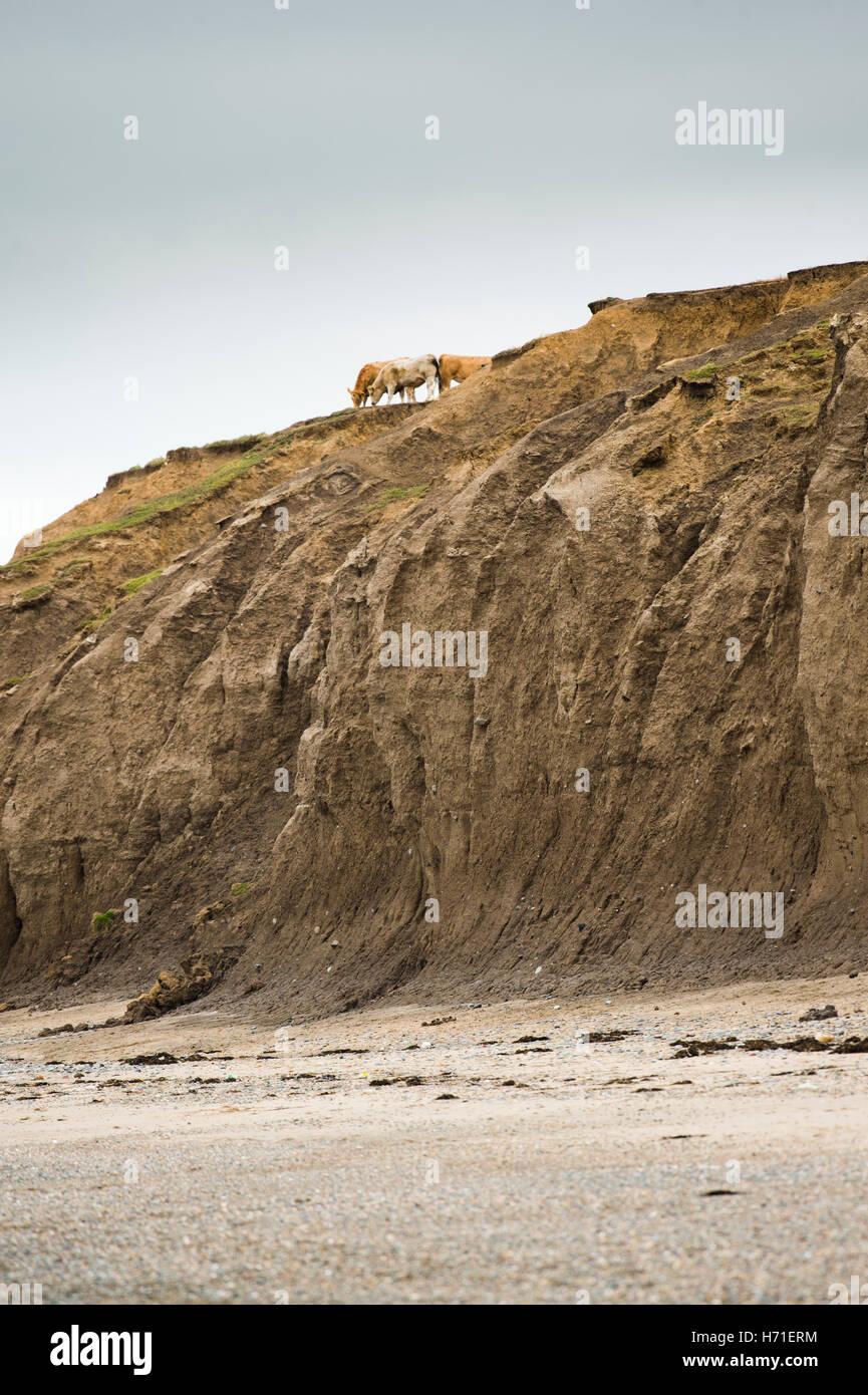 Glacial till cliffs Hell's Mouth beach (Porth Neigwl), Lleyn Peninsula, Gwynedd Wales UKWales UK ...