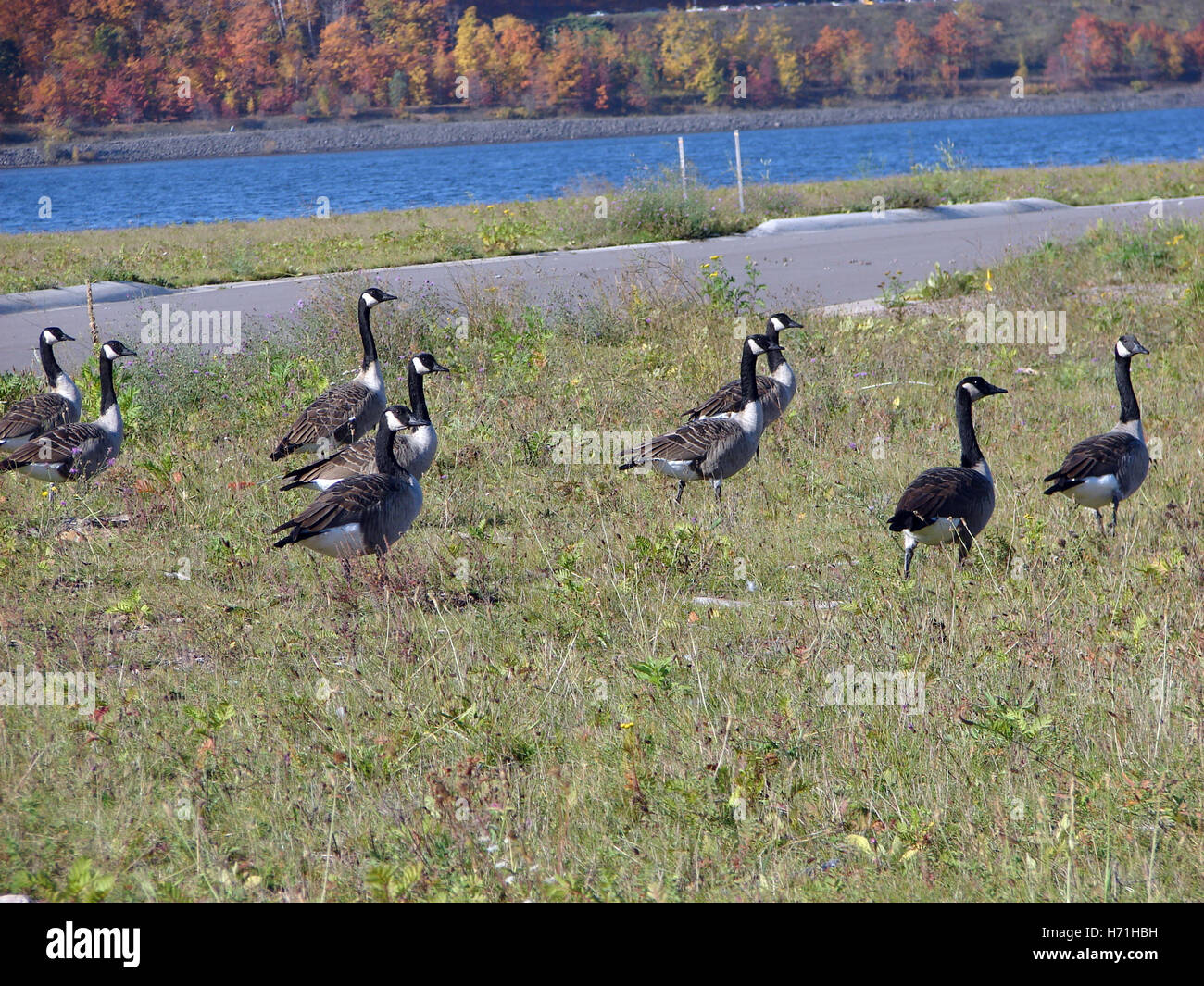 Canadian colors hi-res stock photography and images - Alamy