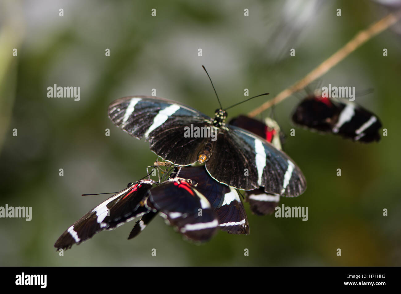 Antiochus longwing butterflies (Heliconius antiochus). Mass of Central ...