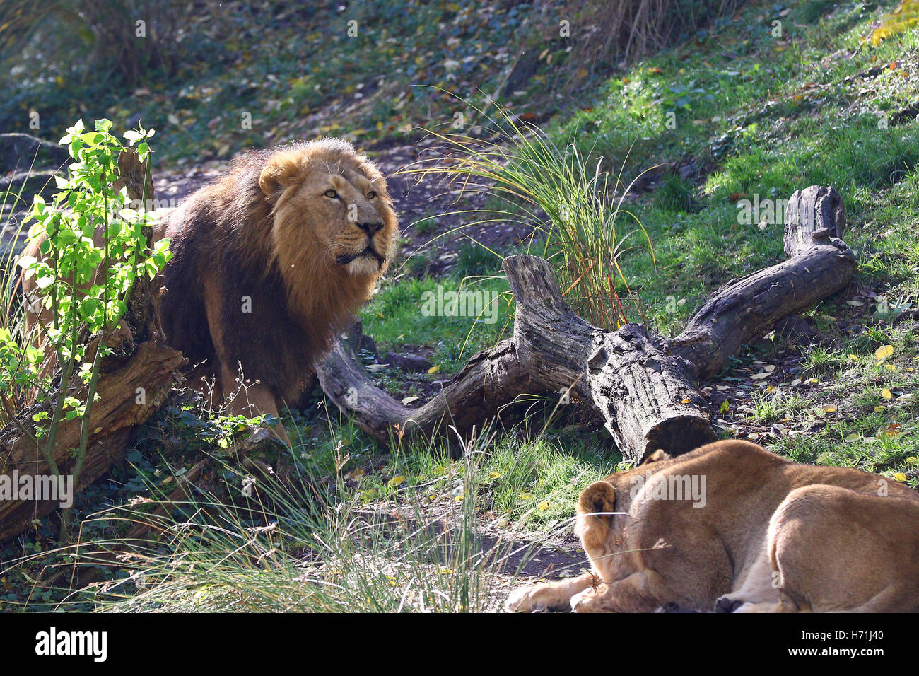 A male African lion,Panthera leo, peeking from behind some bushes with ...
