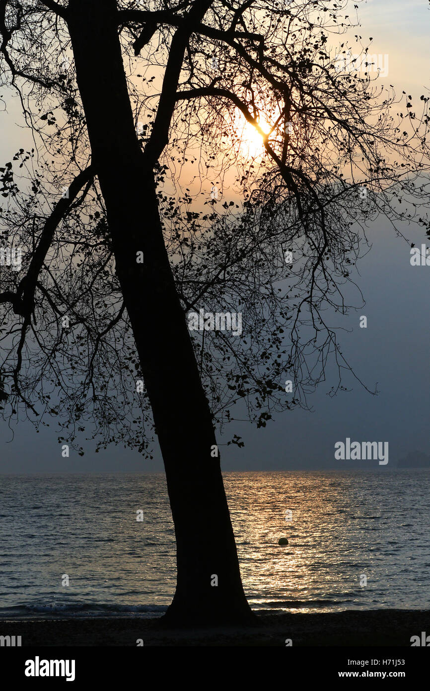 Setting sun and tree silhouette hi-res stock photography and images - Alamy