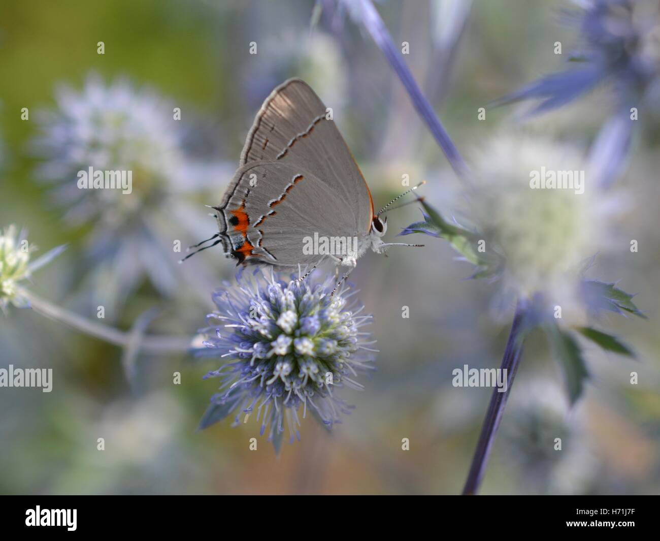 Gray butterfly hi-res stock photography and images - Alamy