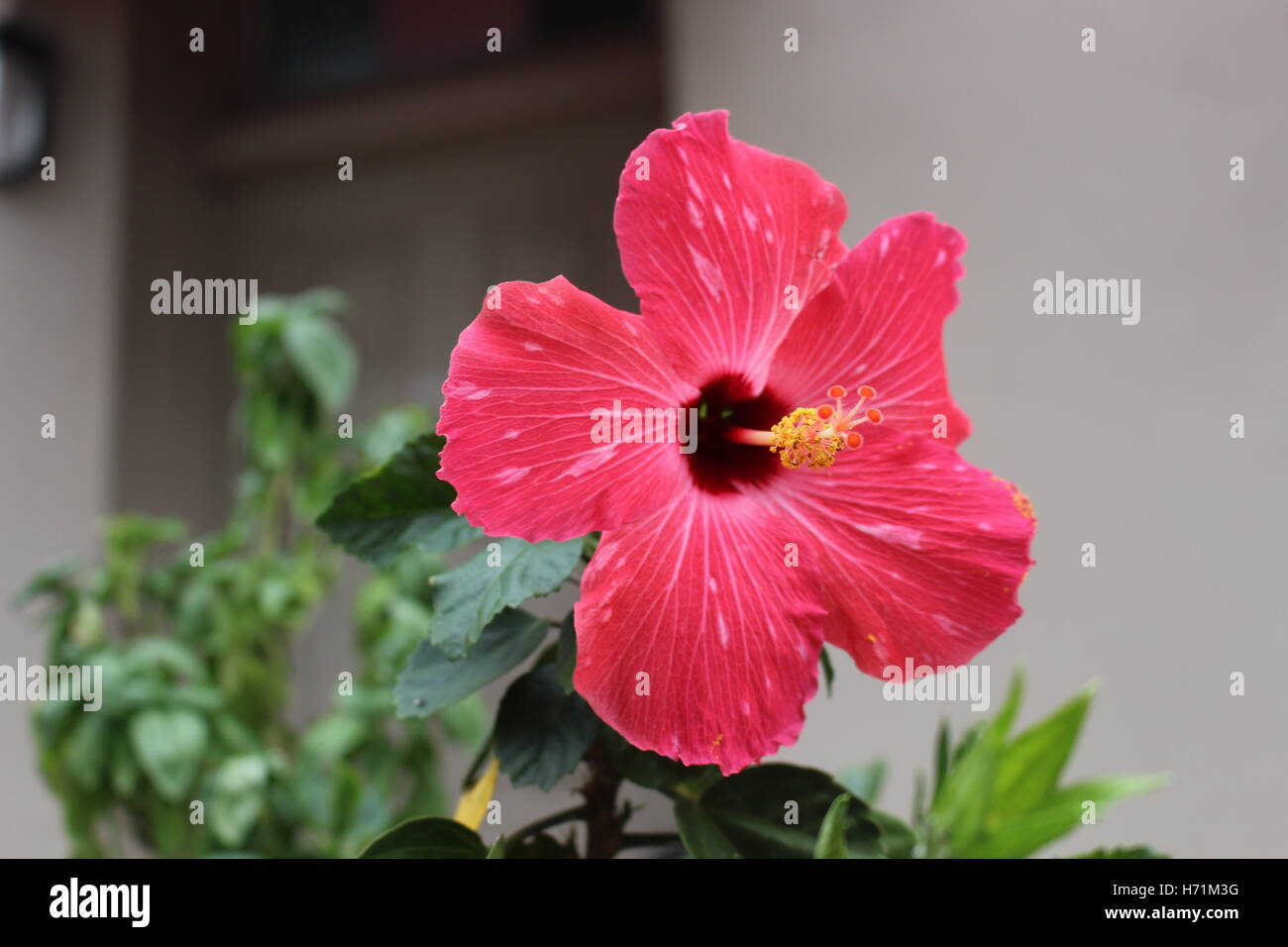 Crisp flower hi-res stock photography and images - Alamy