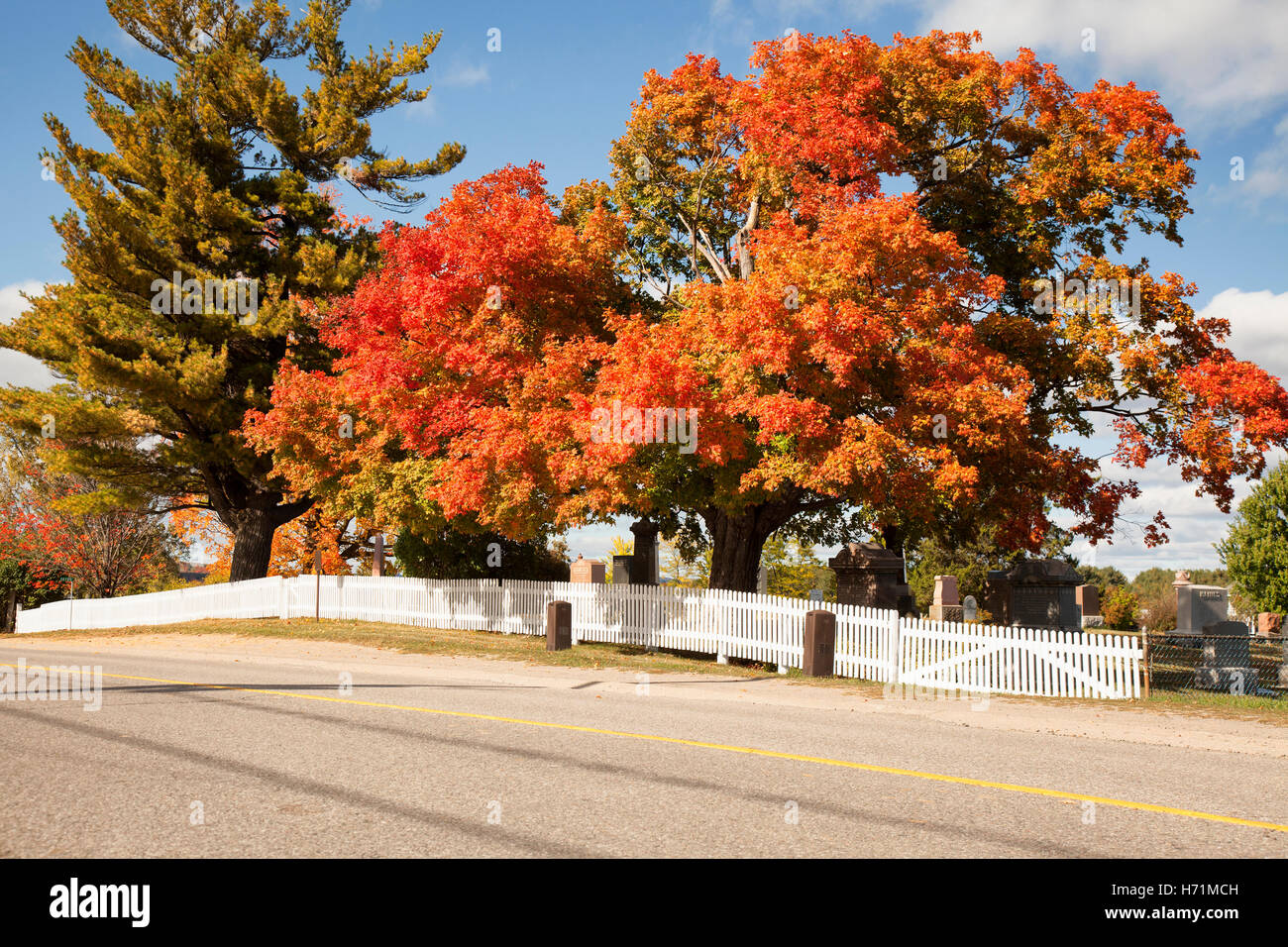 red autumn maple tree Stock Photo - Alamy