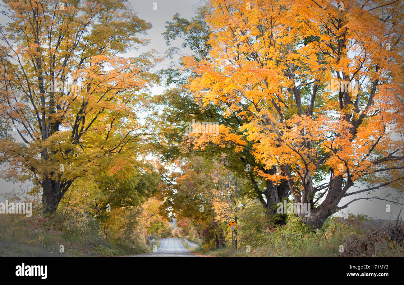 autumn fall season road street lane trees colors colorful leaves leaf ...