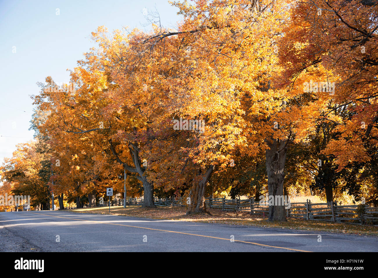 autumn road with colorful maple trees foliage Stock Photo - Alamy