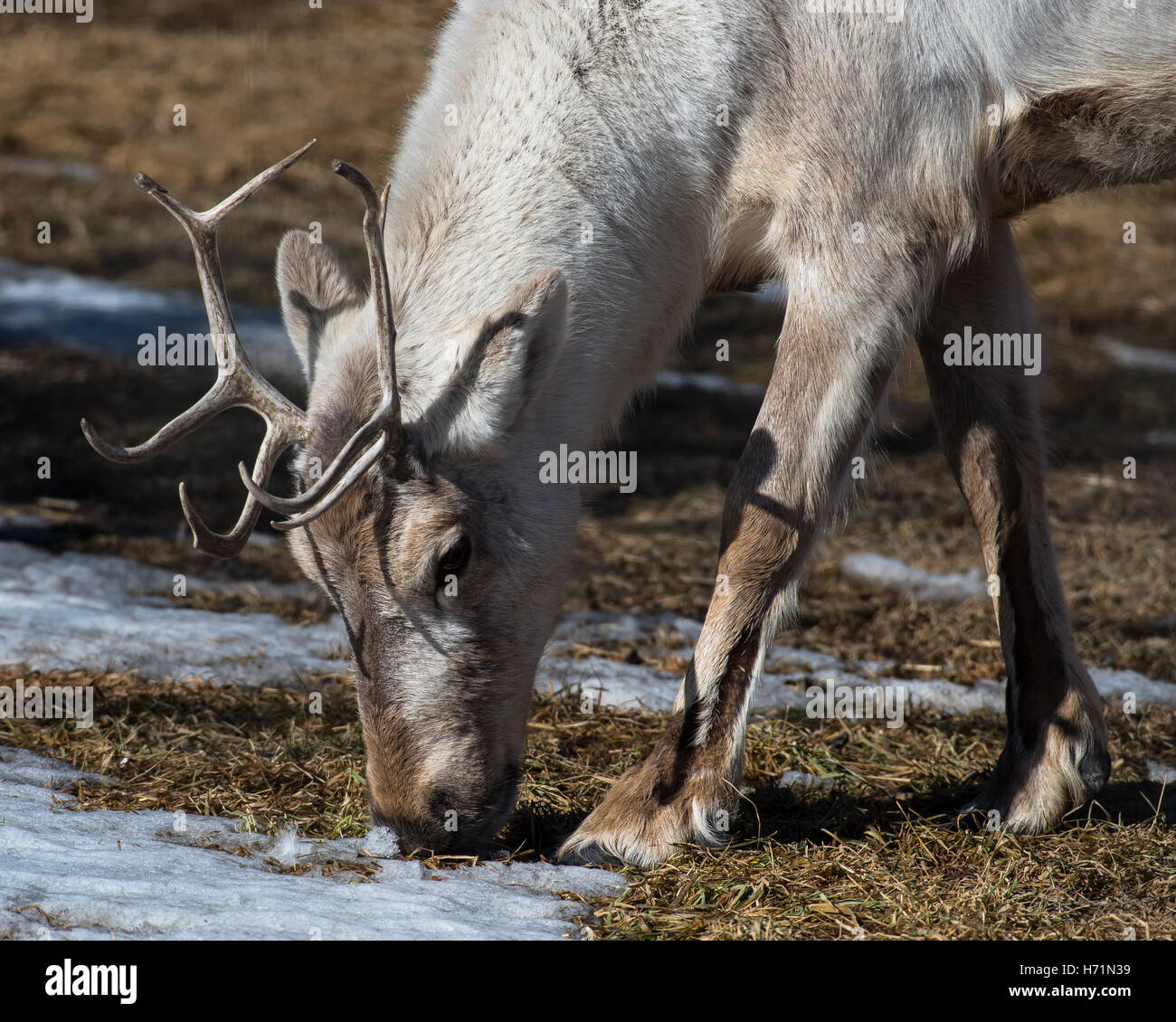 White elk hi-res stock photography and images - Alamy