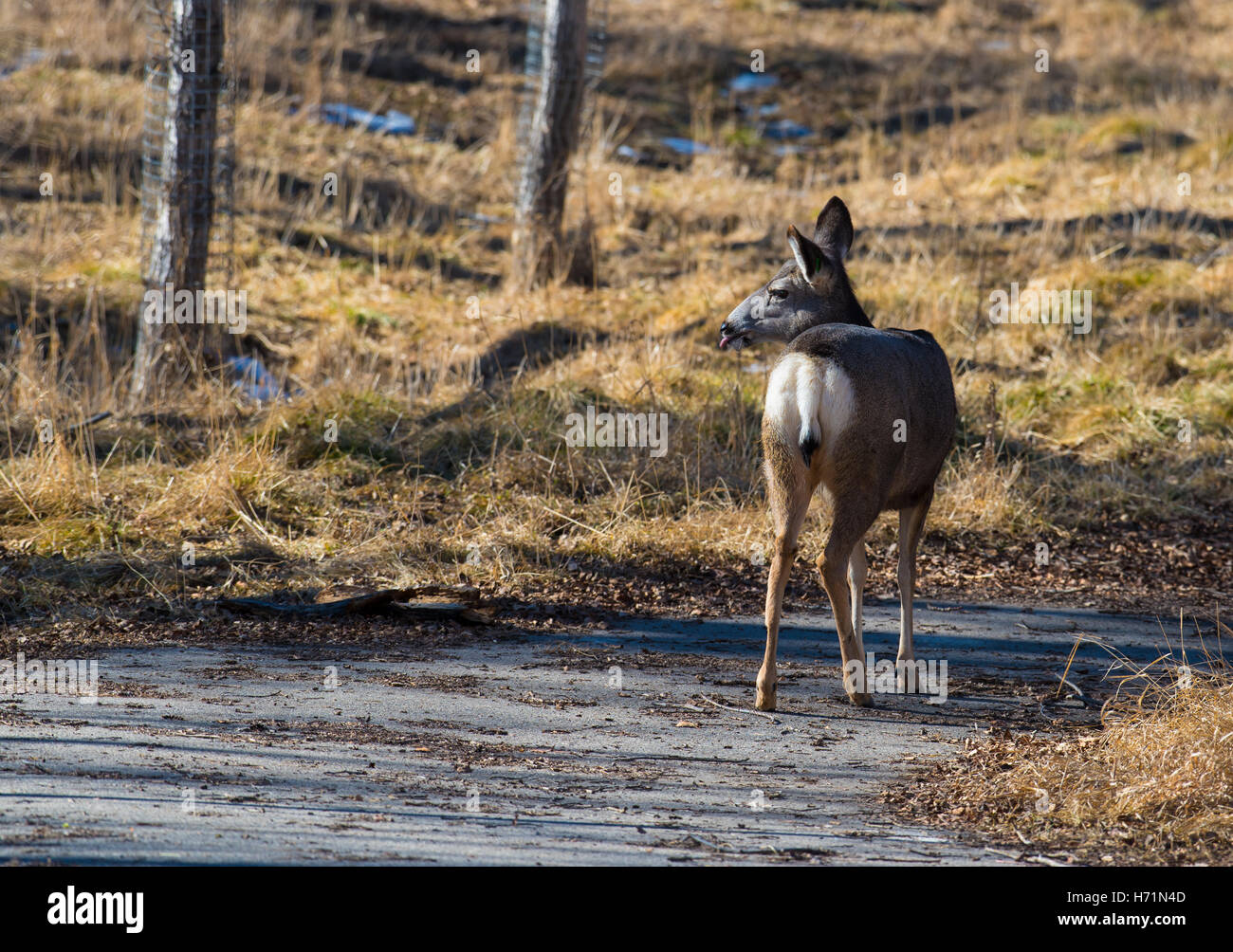 Young deer looking back on a pathway Stock Photo - Alamy