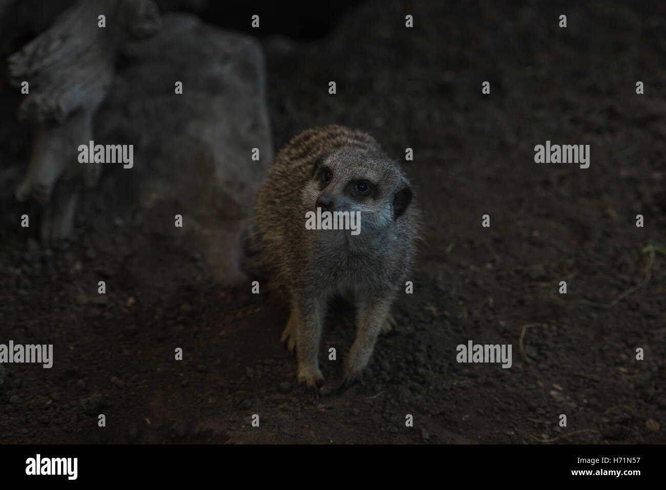 Meerkat on all fours peering up Stock Photo - Alamy
