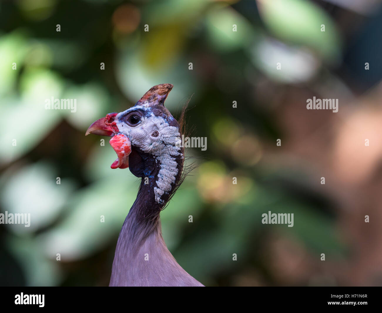 Peacock side view hi-res stock photography and images - Alamy