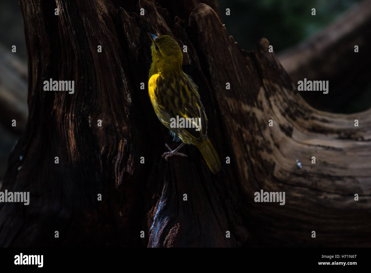 Hopping up hi-res stock photography and images - Alamy