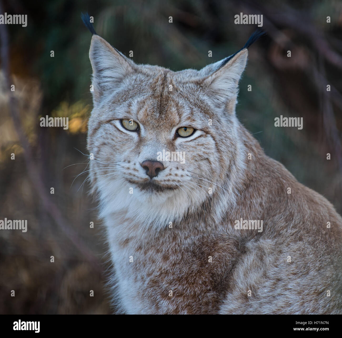 Eurasian Lynx front face view Stock Photo - Alamy