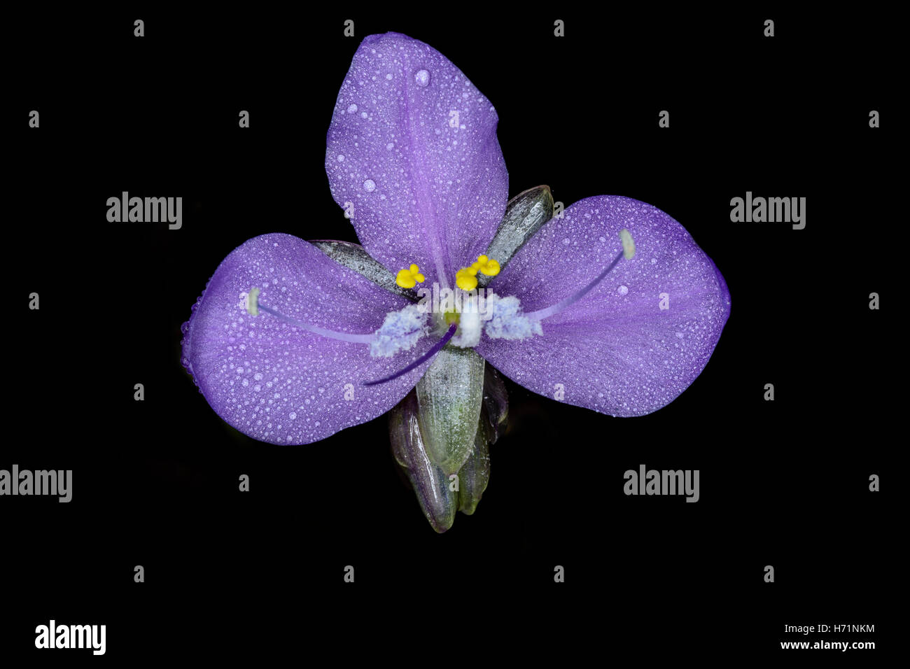 Murdannia flower hi-res stock photography and images - Alamy