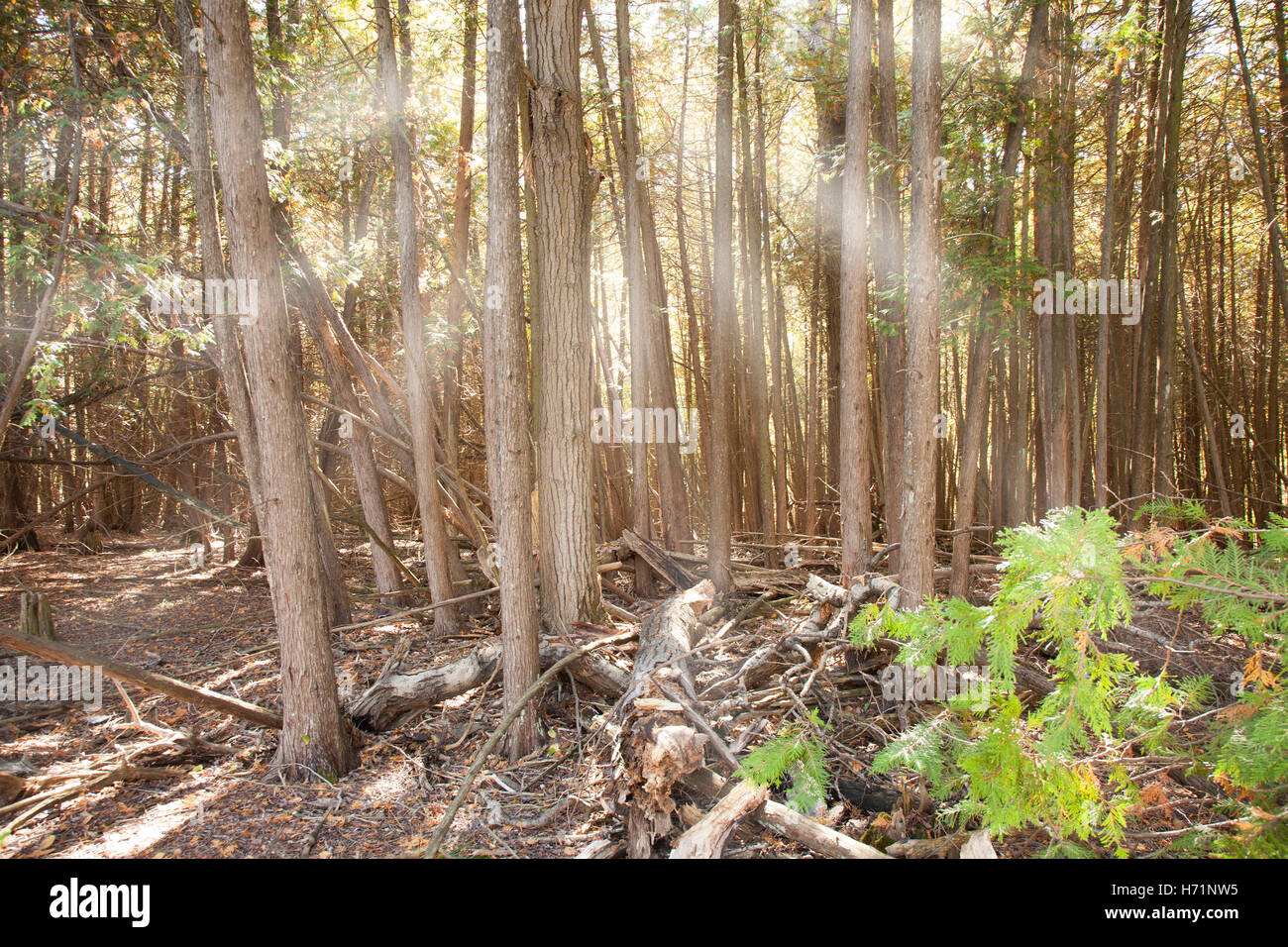 Sun shing hi-res stock photography and images - Alamy