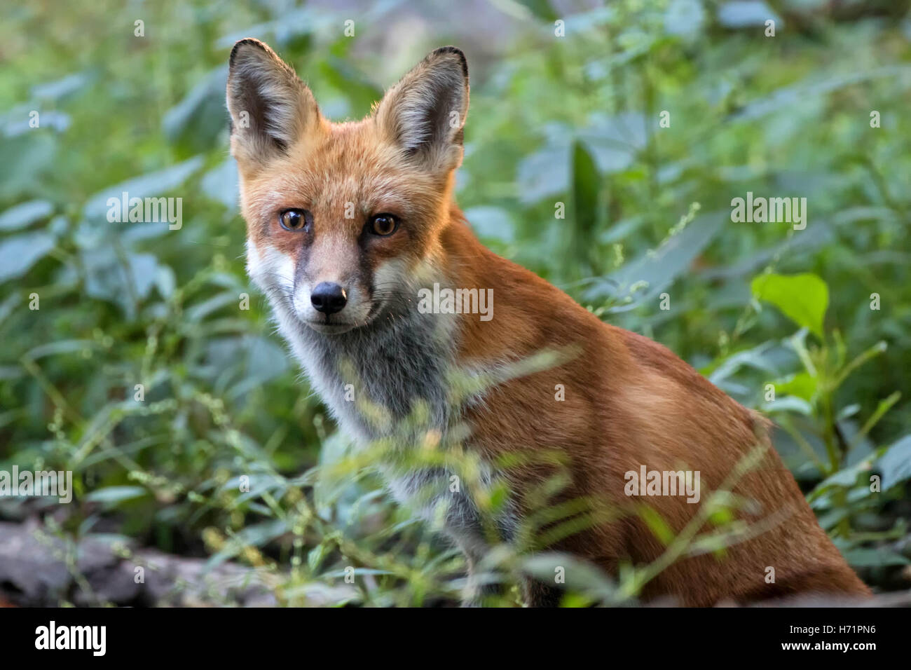 Fox In The Undergrowth High Resolution Stock Photography and Images - Alamy